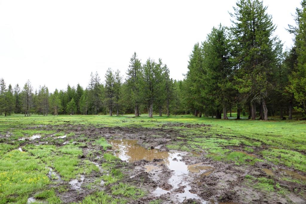 "Mud Boggers" Damage Fragile Meadow - Forest Service Employees for ...