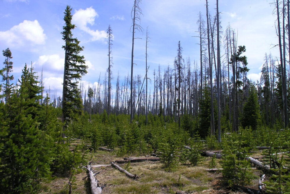 Understanding Forest Succession - Forest Service Employees for ...