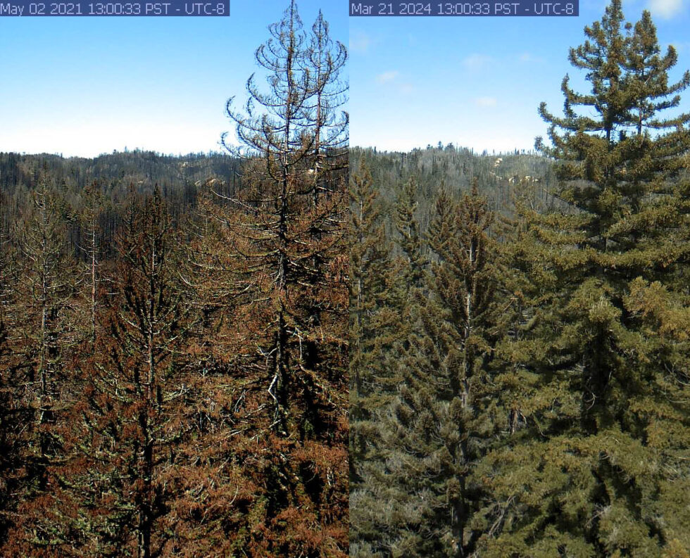 Burned Redwoods Recover From 2020 Fire - Forest Service Employees for ...