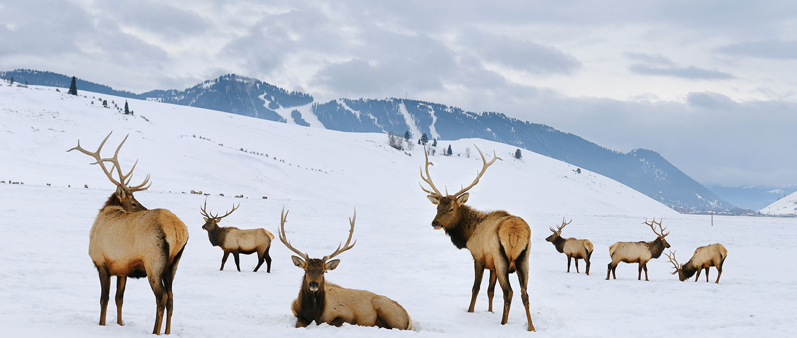 Featured Forests - Forest Service Employees for Environmental Ethics