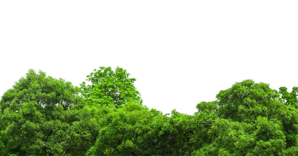 Can Green Firebreaks Protect Homes From Wildfire? - Forest Service ...